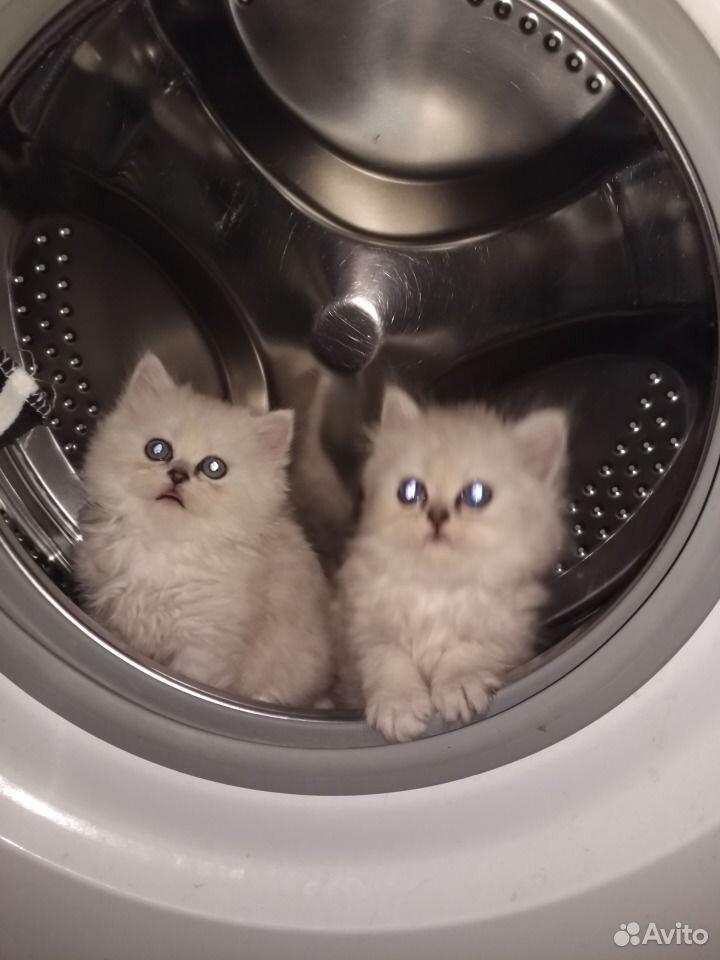 Пушистики персидской шиншиллы