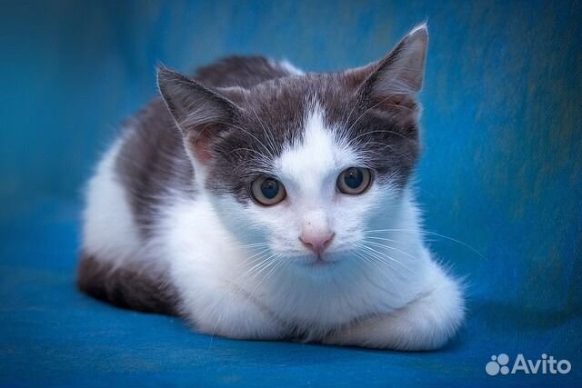 Котенок Леон в добрые руки