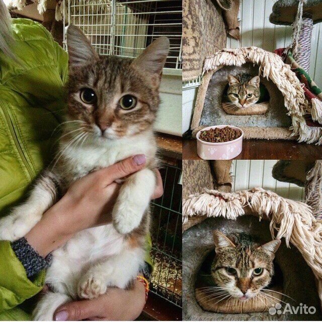 Кошка Тиша ищет дом