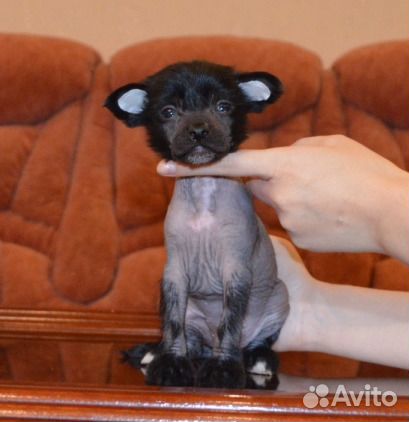 Мальчишки голыши, и пуховички