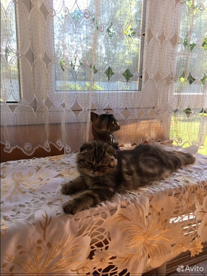 Красивый шотландский котёнок