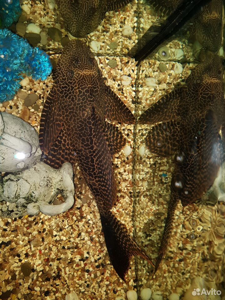 Сом парчовый с приданным (сом+ сомик+гуппи+ корм)