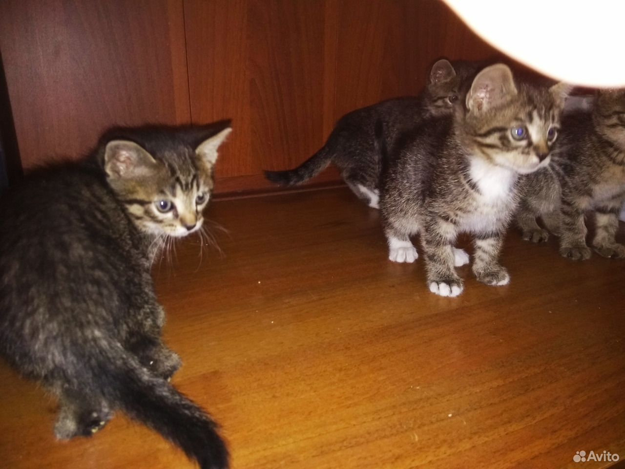 Отдам милых котят - 4 девочки