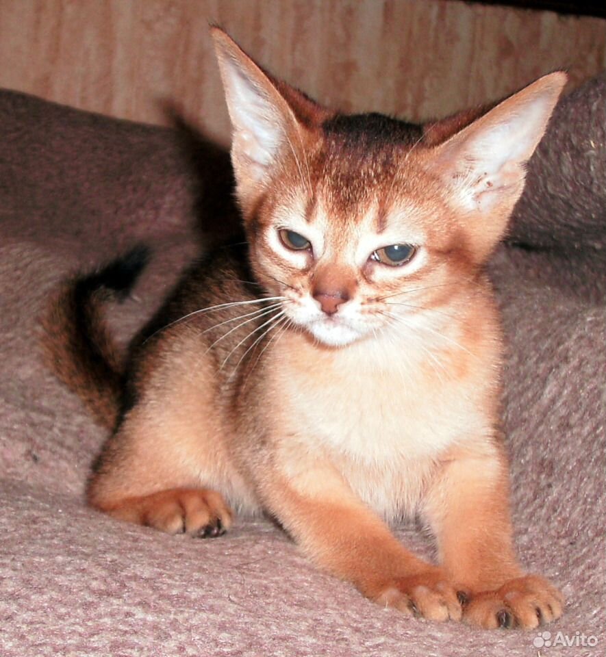 Абиссиночки и абиссинчики