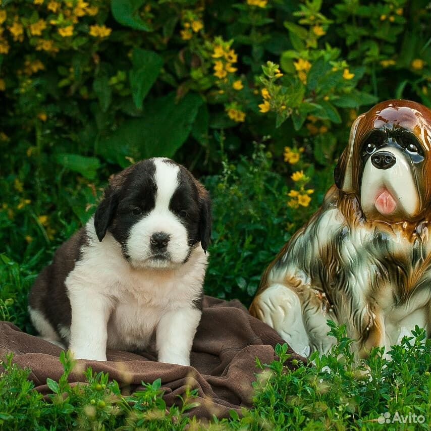 Дш сука сенбернара