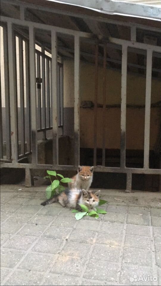 Котята