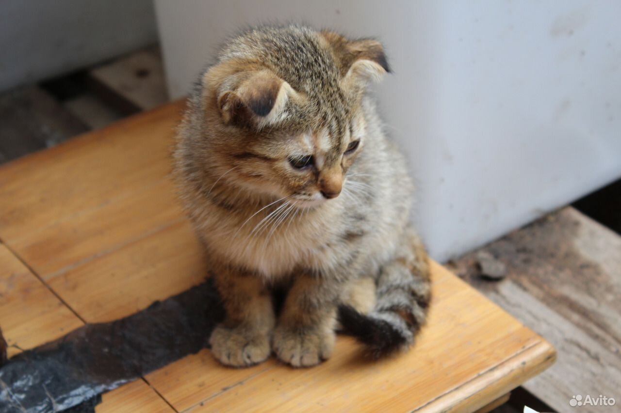 Пушистая чудо-девочка ищет заботливых хозяев