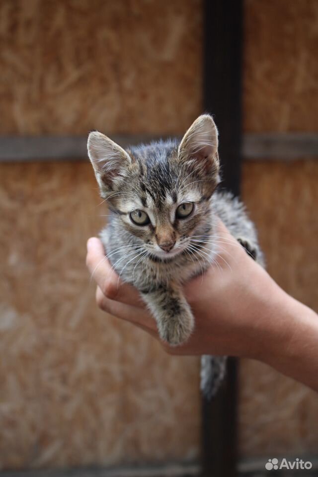 Котик мышелов ищет себе заботливую семью