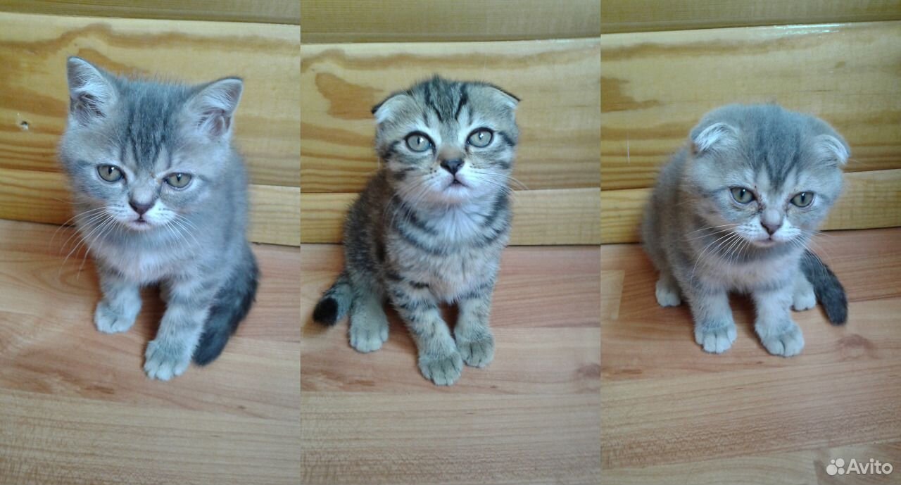 Озорные шотландские котята