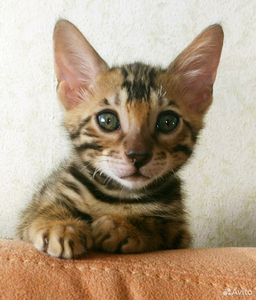 Бенгальчик Руффи