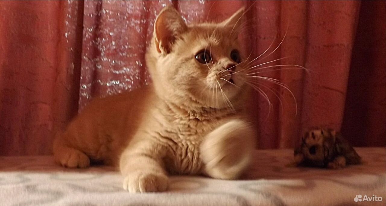 Отдам котика скоттиш-страйт на условиях питомника