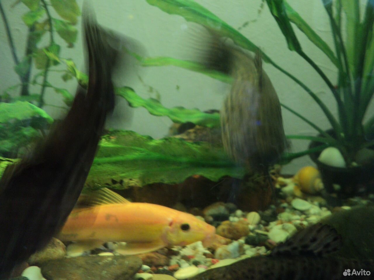 Сомы, гуппи, неоны