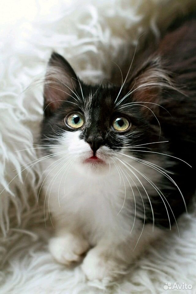 Черно-белый котенок
