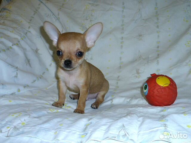 Тимошка маленький лис