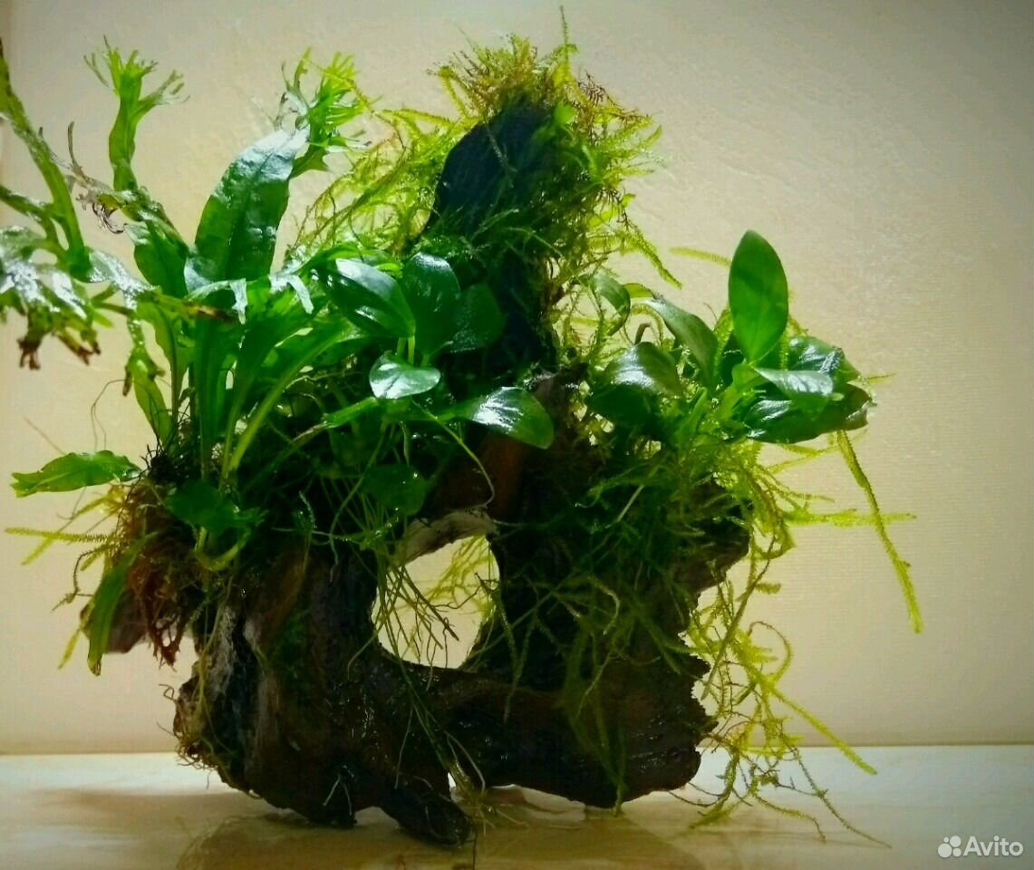 Яванский мох, хемиантус микрантемоидес