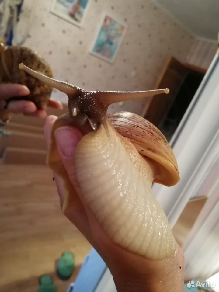 Улитки Ахатины