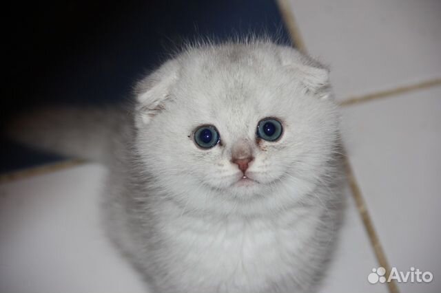 Котик вислоухий окрас шиншилла Дарси