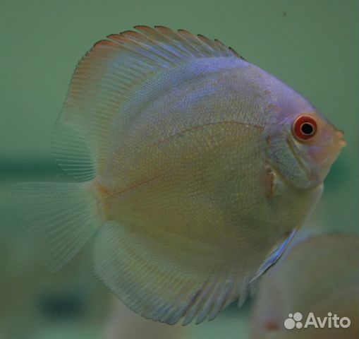 Дискус Blue Diamond II