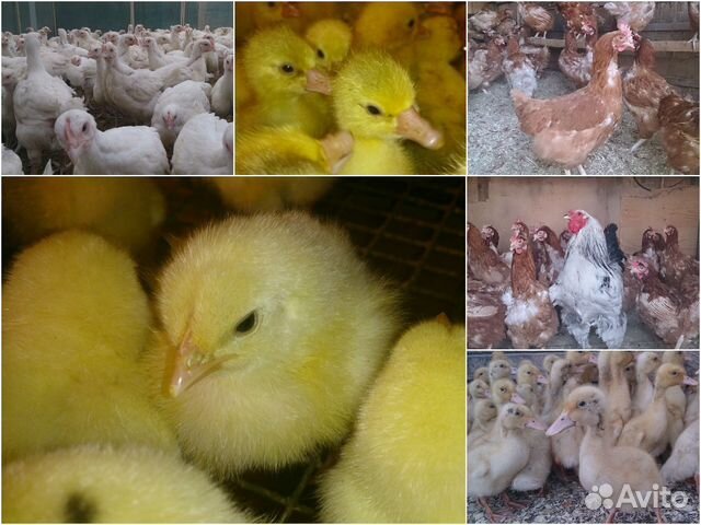 Продажа птицы