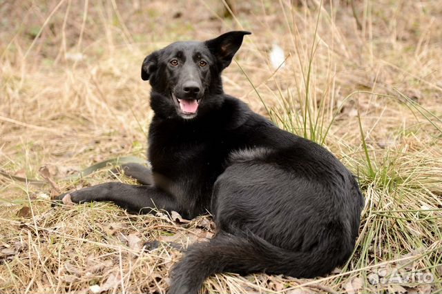 Спокойная изящная Офелия в дар