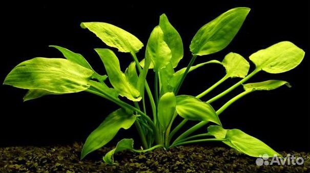 Криптокорина понтедериеволистная (pontederiifolia)