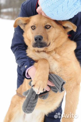 Собака Никуля в самые добрые руки