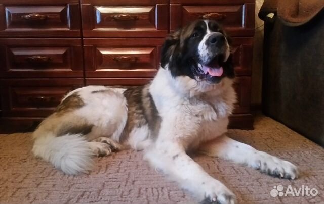 Белла - прекрасна и умна