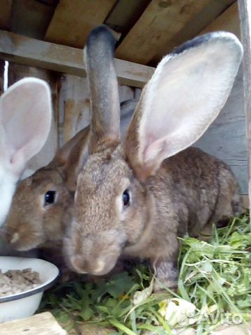 Продам кроликов