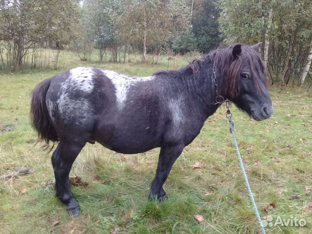 Продаются мини лошадки