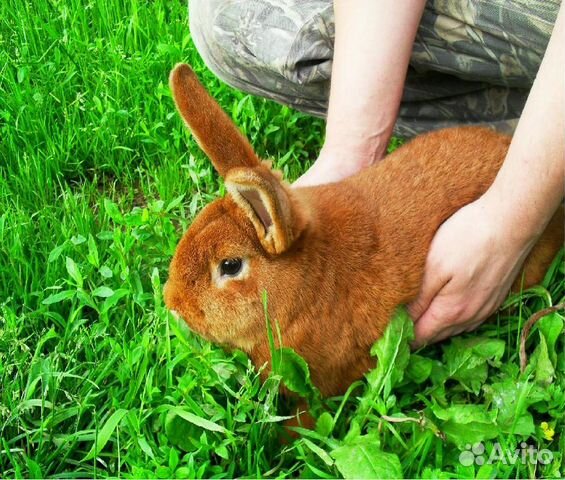 Кролики, крольчата