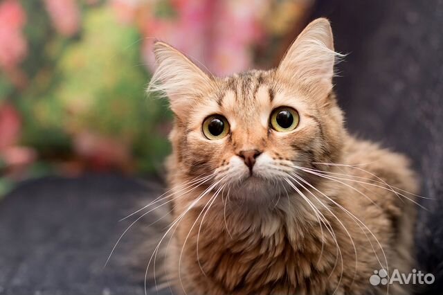 Юная кошечка Лариса в добрые руки