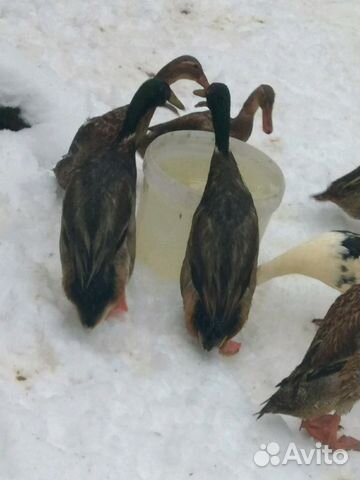 Индийский бегунок (уточки)