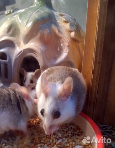 Мастомис - супер-мышка