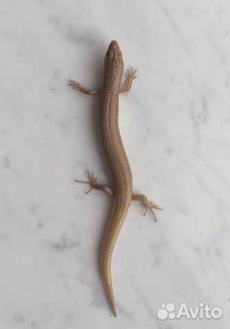 Сцинк хальцид