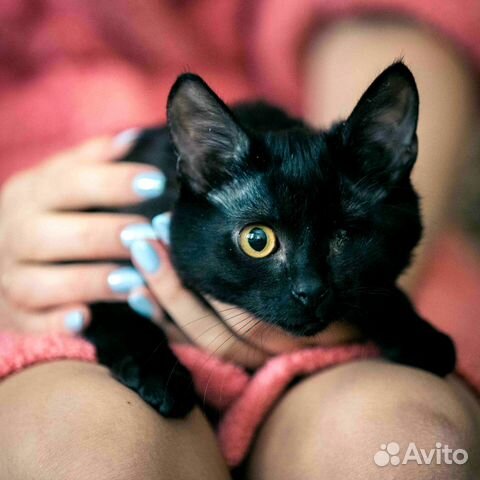 Котята в дар