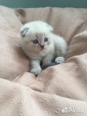 Шотландские котята