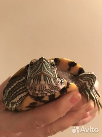 Супер Ниндзя Черепашки