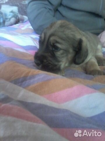 Отдам щенка девочку в заботливые руки