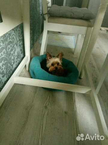 Отдам в добрые руки йорка