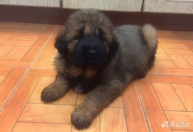 Щенки тибетского мастифа