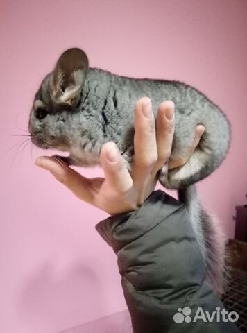 Продаётся шиншилла