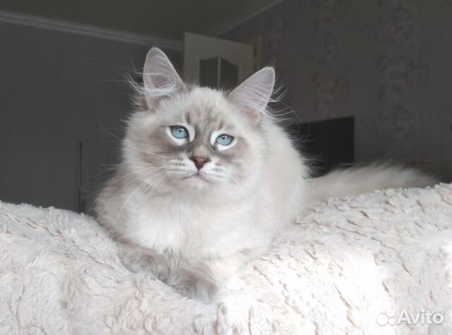 Невский маскарадный котенок