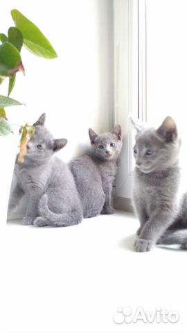 Котята руской голубая
