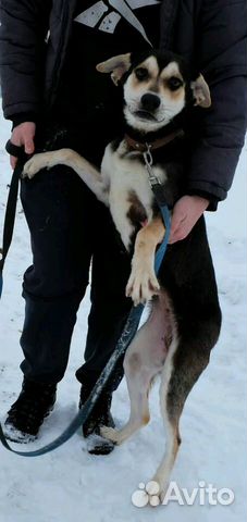 Дина в поисках дома