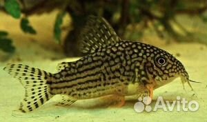 Коридорас Штерба (Corydoras sterbai)