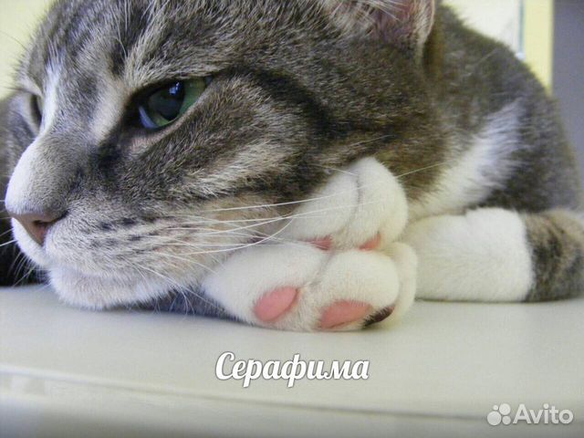 Кошечка ищет свой дом