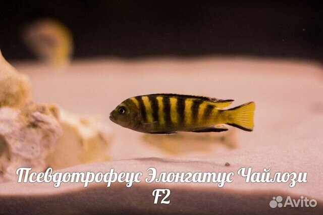 Цихлиды мбуна