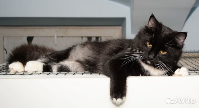 Красивый котенок Марсик ищет дом