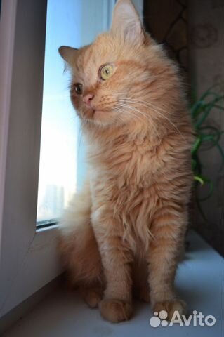 Сибирский кот ищет кошечку для вязки