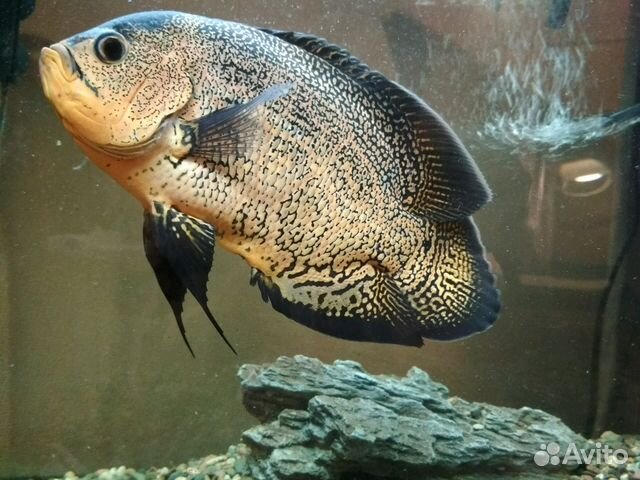 Астронотус тигровый 22-23 см